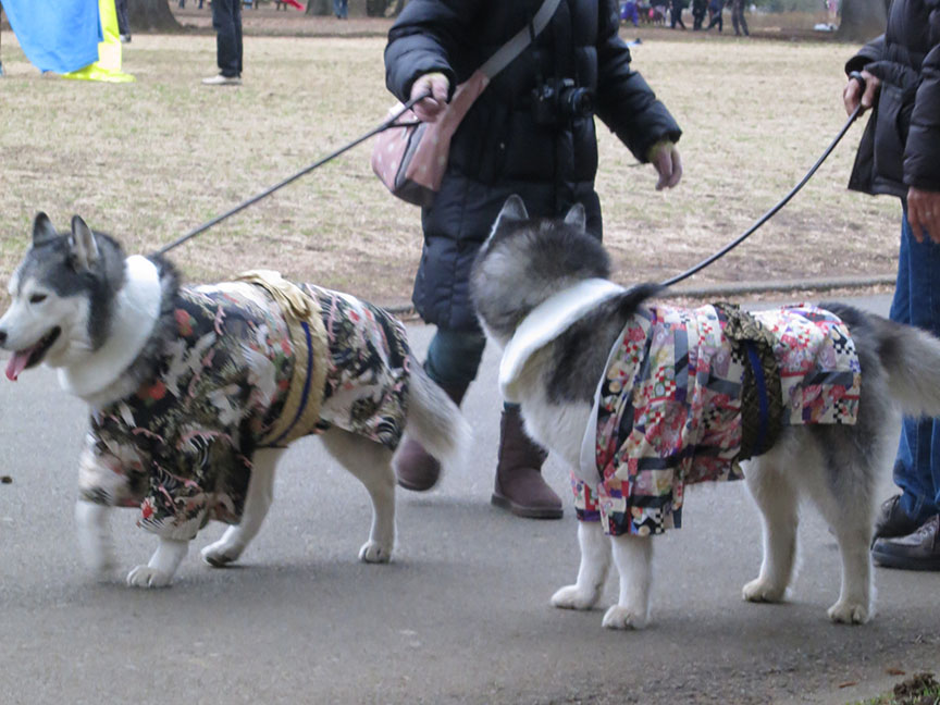 Dogs In Kimonos – Only In Japan