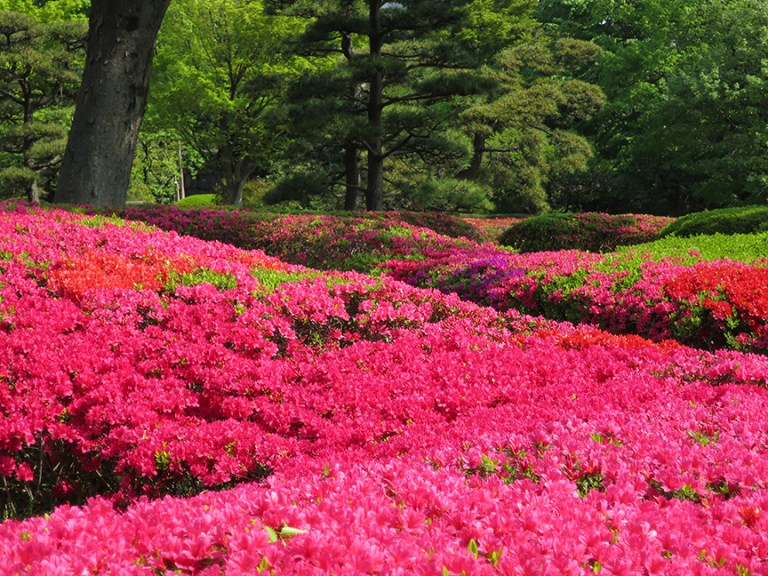 Where To See The Most Amazing Azaleas In Tokyo – Only In Japan