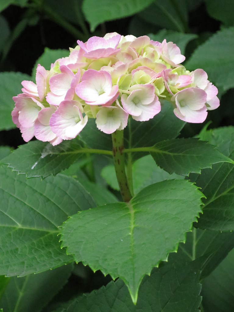 Great Balls O’ Flowery Fluff: Tokyo’s Best Hydrangea Gardens – Only In ...
