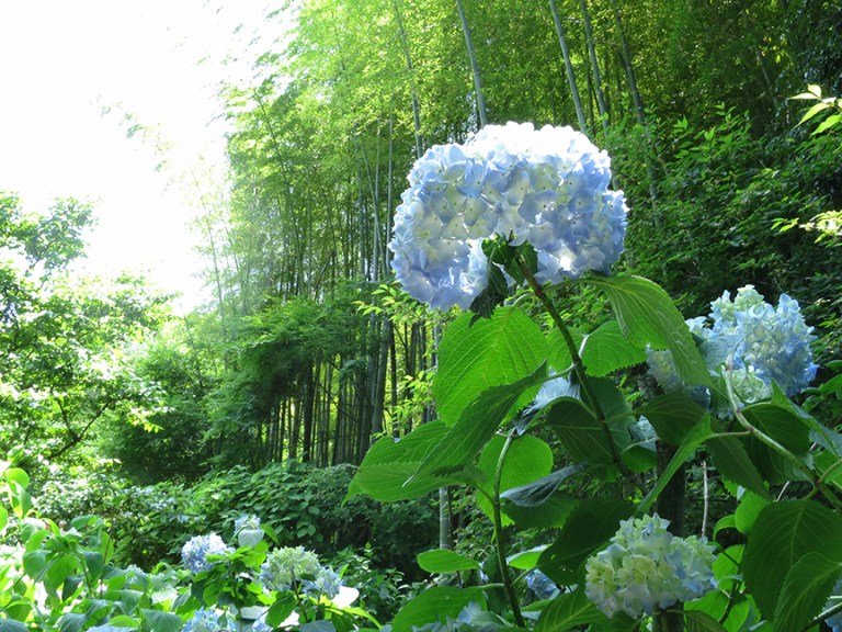 Great Balls O’ Flowery Fluff: Tokyo’s Best Hydrangea Gardens – Only In ...