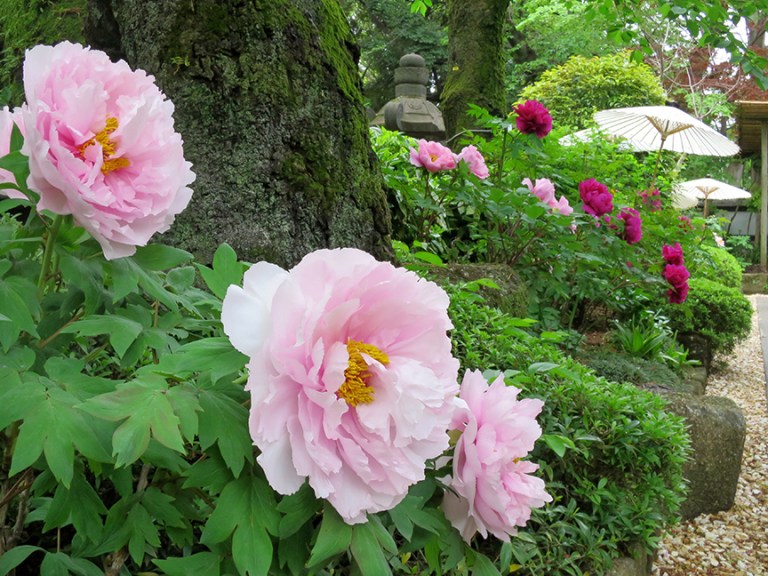 Where To See The Most Gorgeous Peonies In Tokyo – Only In Japan