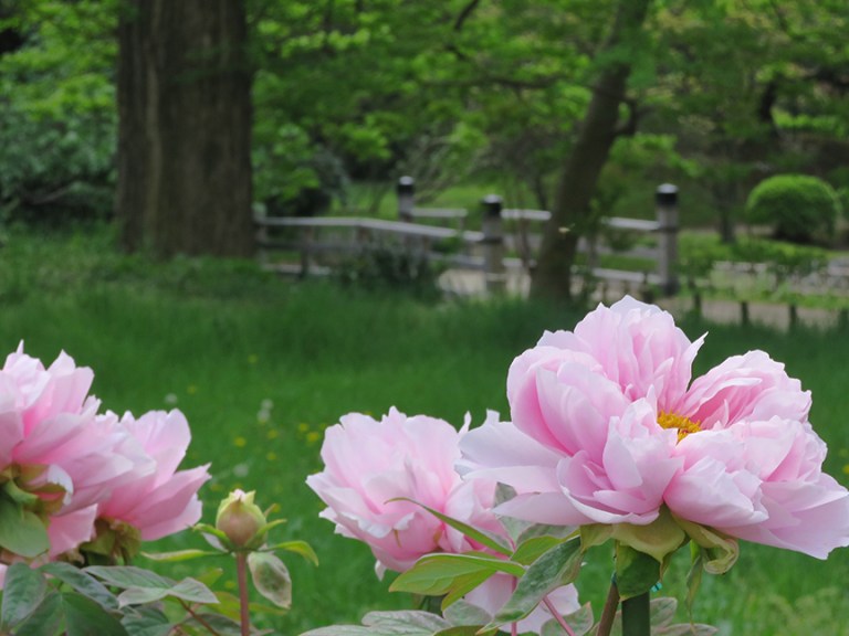 Where To See The Most Gorgeous Peonies In Tokyo – Only In Japan