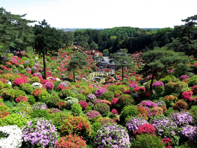 Where To See The Most Amazing Azaleas In Tokyo – Only In Japan