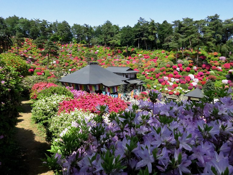Where To See The Most Amazing Azaleas In Tokyo – Only In Japan