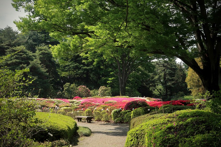 Where To See The Most Amazing Azaleas In Tokyo – Only In Japan
