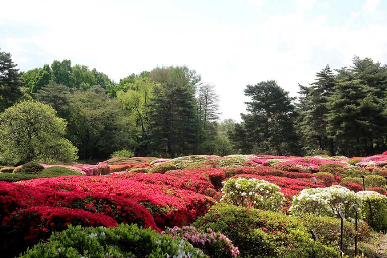 Where To See The Most Amazing Azaleas In Tokyo – Only In Japan