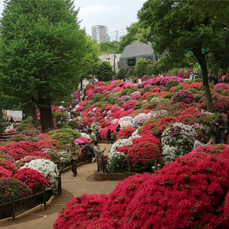 Where To See The Most Amazing Azaleas In Tokyo – Only In Japan