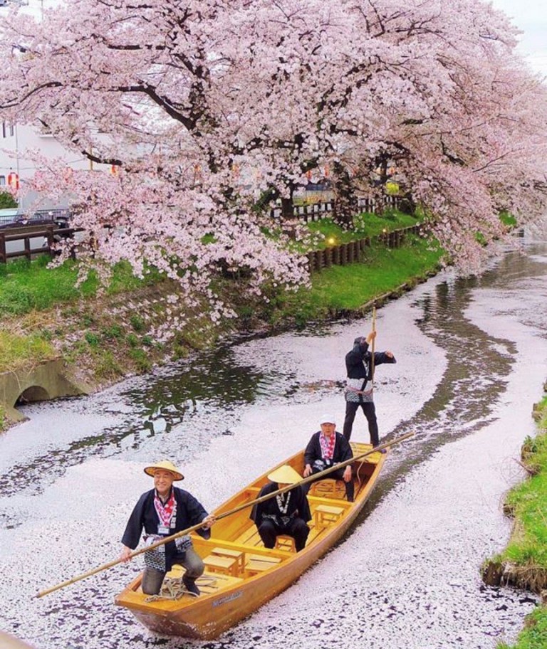 The Best Places To See Pink Rivers of Cherry Blossom Petals – Only In Japan