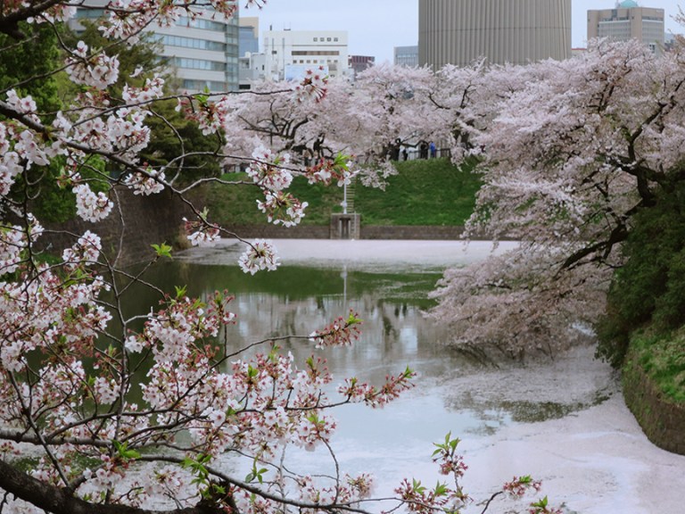 The Best Places To See Pink Rivers of Cherry Blossom Petals – Only In Japan