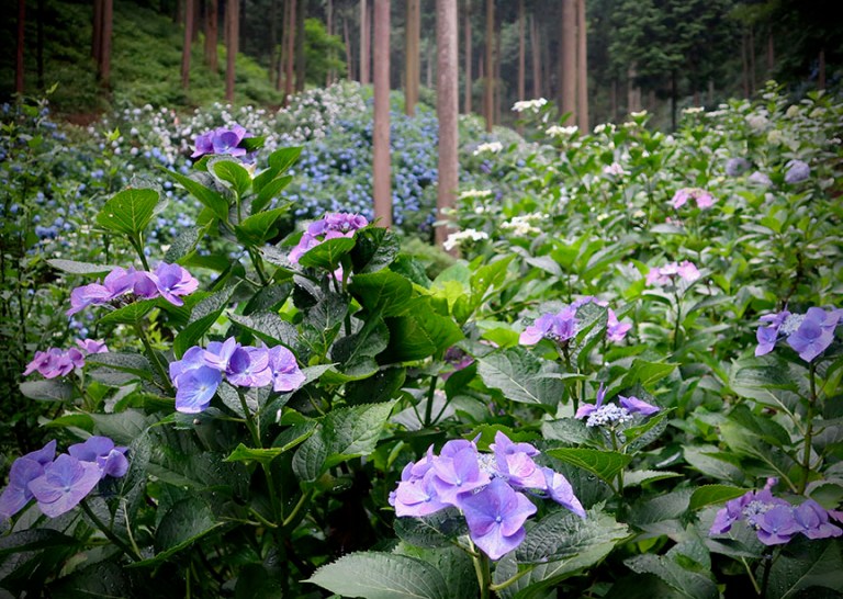 The Enchanted Hydrangea Forest – Only In Japan