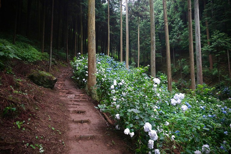 The Enchanted Hydrangea Forest – Only In Japan